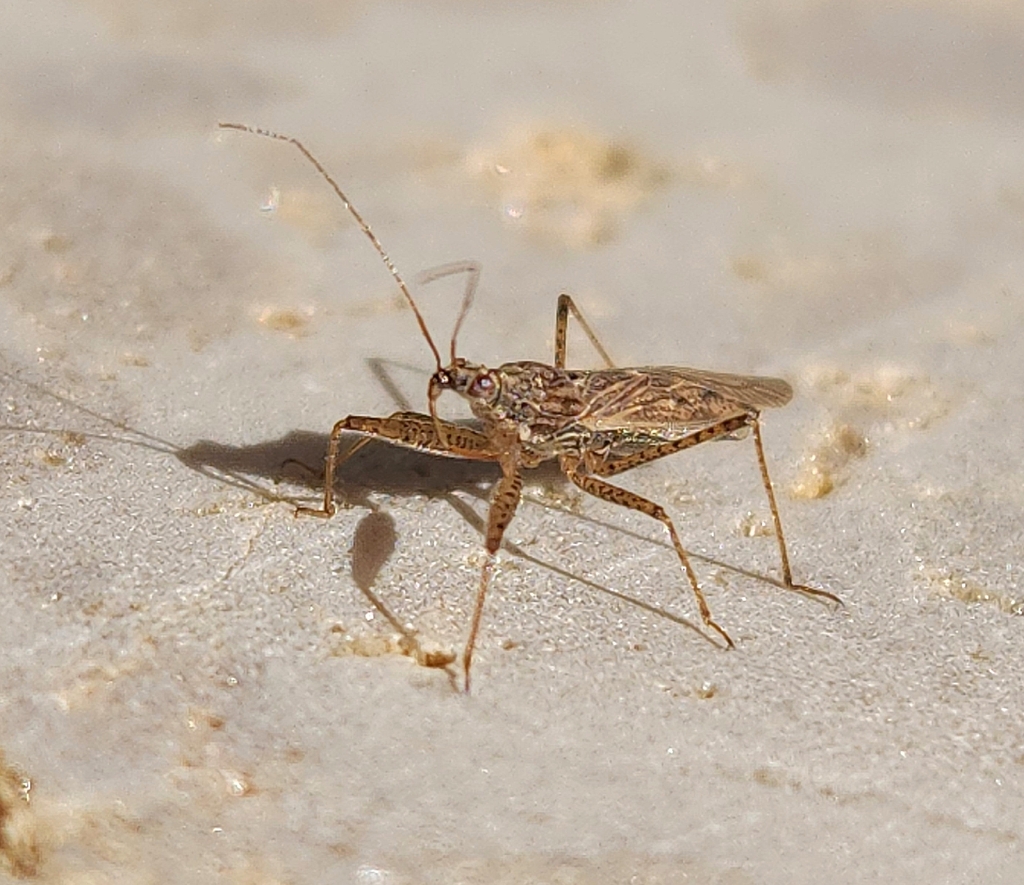 Nabis roseipennis from West Florissant @ Shreve NB, St. Louis, MO 63115 ...