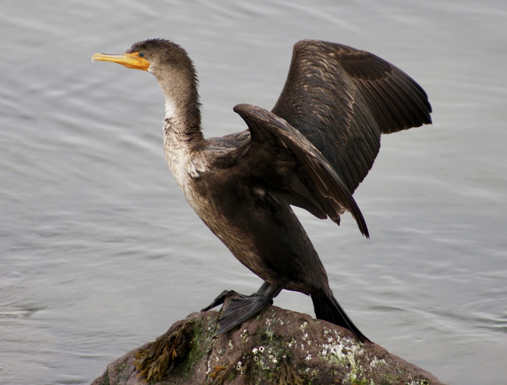 Double-crested Cormorant from Barnegat Bay, Barnegat Light, NJ, US on ...