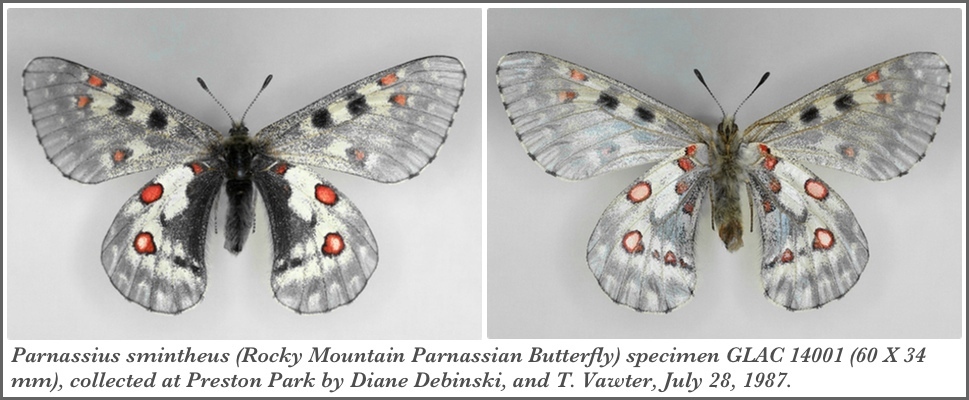 Rocky Mountain Parnassian (Glacier National Park Butterflies and Moths ...