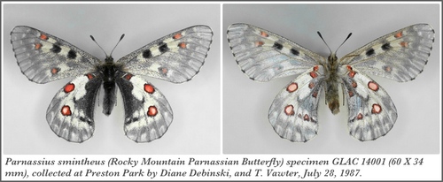 Rocky Mountain Parnassian (Glacier National Park Butterflies and Moths ...