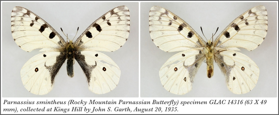Rocky Mountain Parnassian (Glacier National Park Butterflies and Moths ...