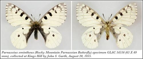 Rocky Mountain Parnassian (Glacier National Park Butterflies and Moths ...