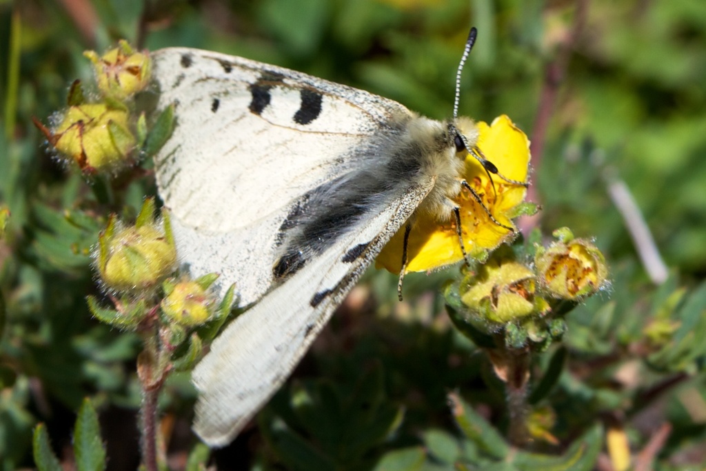 Rocky Mountain Parnassian (Glacier National Park Butterflies and Moths ...