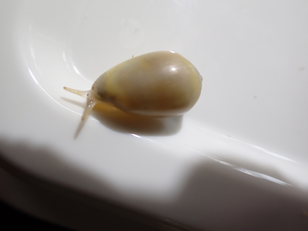 Melampus flavus from Sesoko, Okinawa on February 11, 2026 at 08:09 AM ...