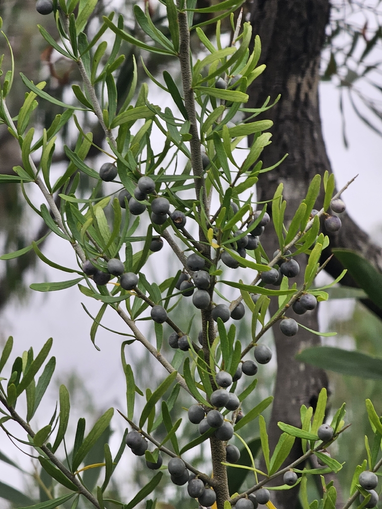 tree violet from Metcalfe VIC 3448, Australia on February 11, 2026 at ...