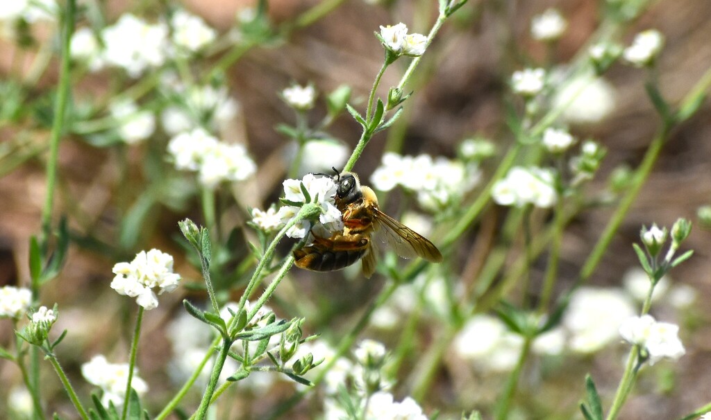 Glorious Protoxaea from Janos, Chih., México on August 15, 2019 at 12: ...