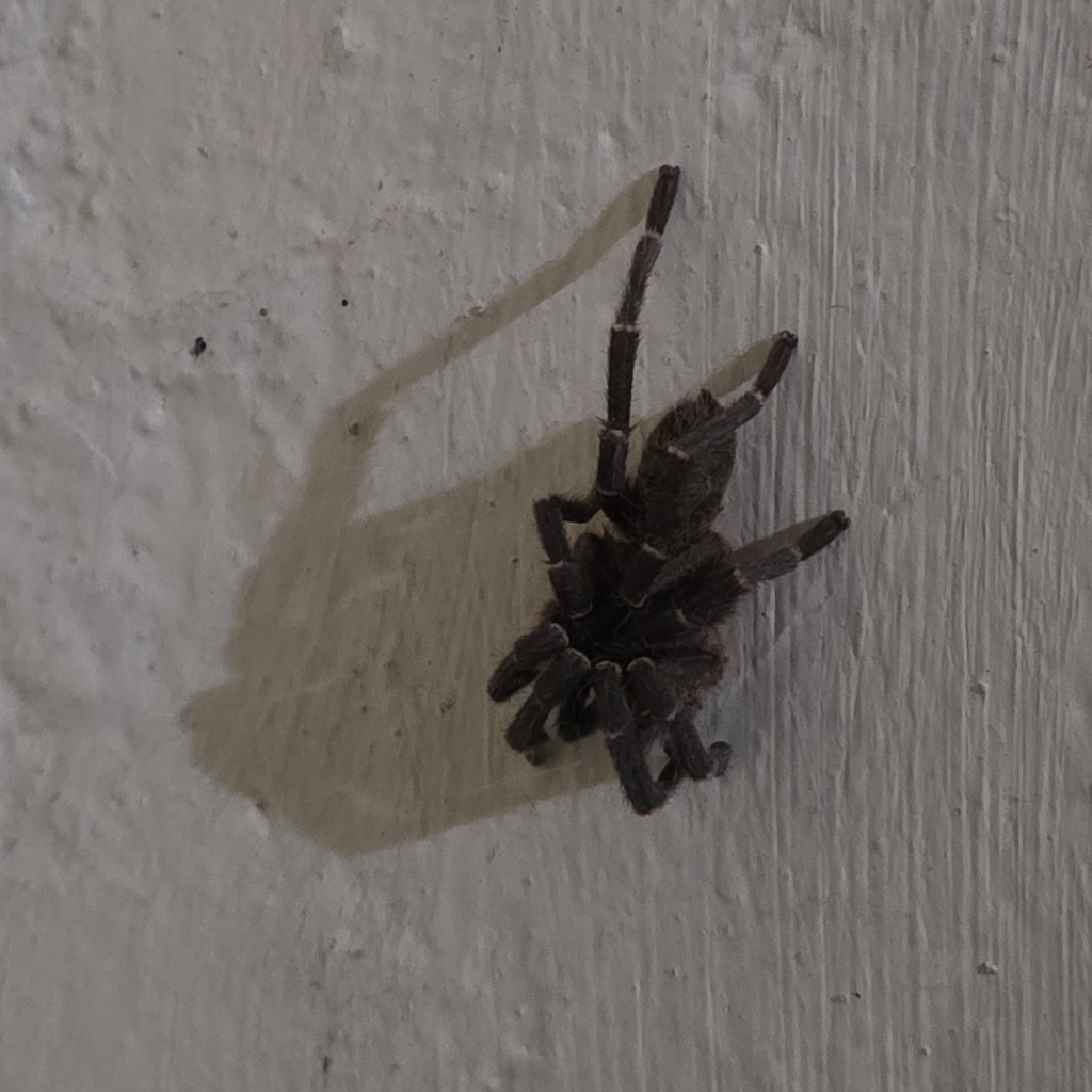 Southern Baboon Spiders from X743+M72 Liwonde National Park, Liwonde ...
