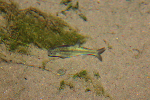Genus Gymnocharacinus · iNaturalist