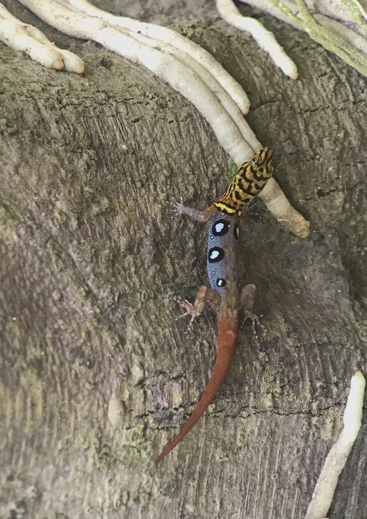 Eyespot Gecko from Trinidad and Tobago, TT on February 15, 2020 at 10: ...