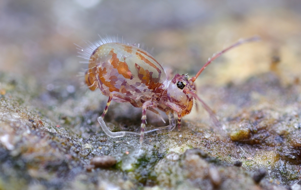 Ptenothrix from 火炉山 on February 11, 2026 at 11:35 PM by Spark ...