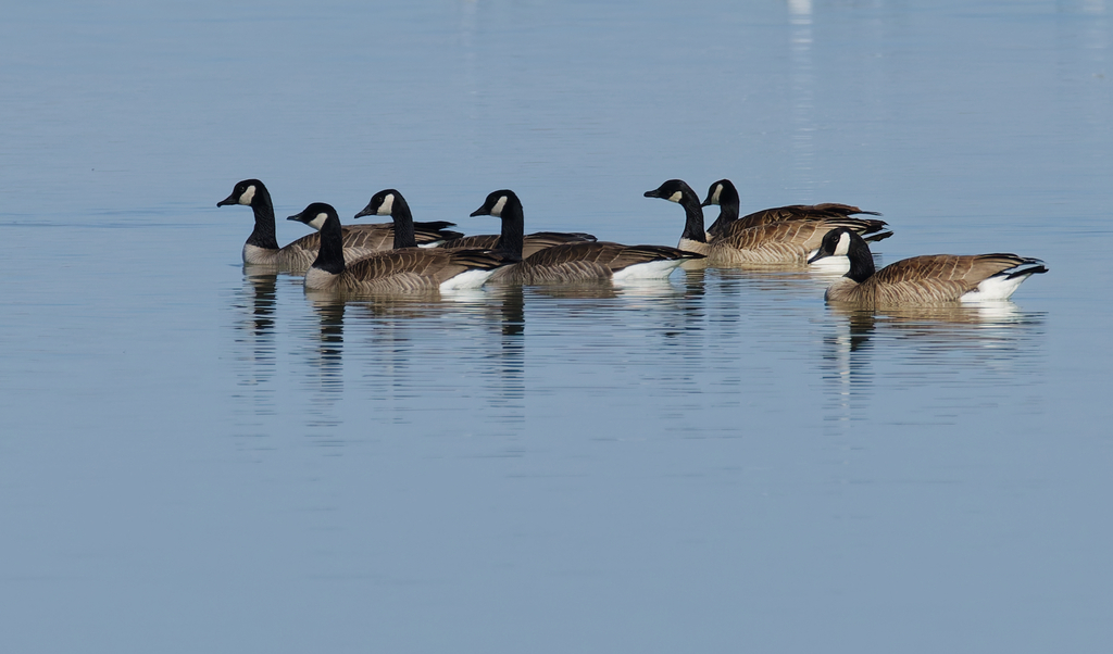 Canada Goose from Gunnison Bend Reservoir, Utah 84624, USA on February ...