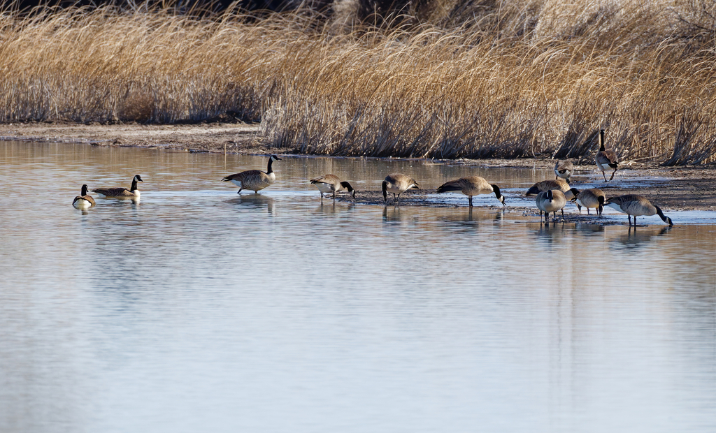 Canada Goose from Gunnison Bend Reservoir, Utah 84624, USA on February ...