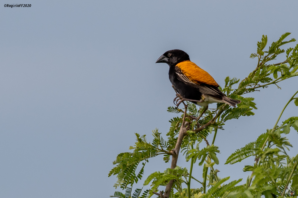 Golden-backed Bishop (Euplectes aureus) - Avian Discovery