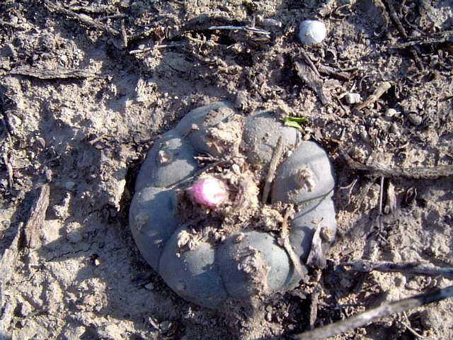 Peyote in March 2005 by Mané Salinas Rodríguez · iNaturalist