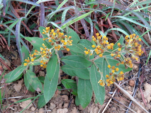 Inula cappa · iNaturalist Ecuador