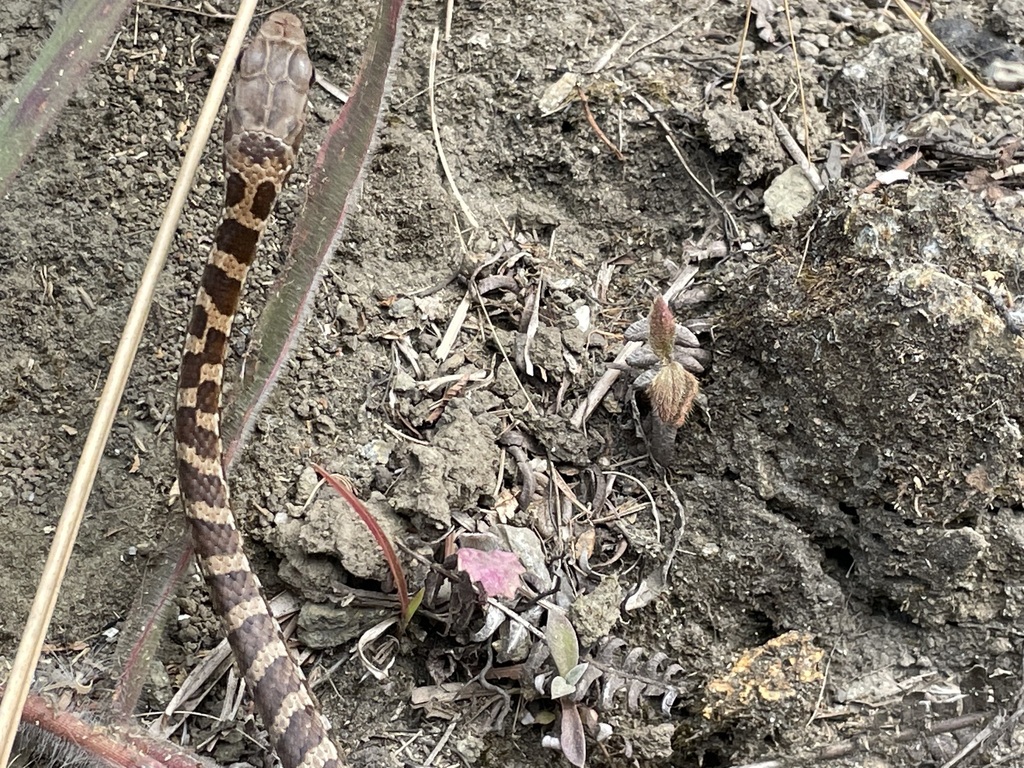 Boddaert's Tropical Racer from Cesar, Manaure, Cesar, Colombia on April ...