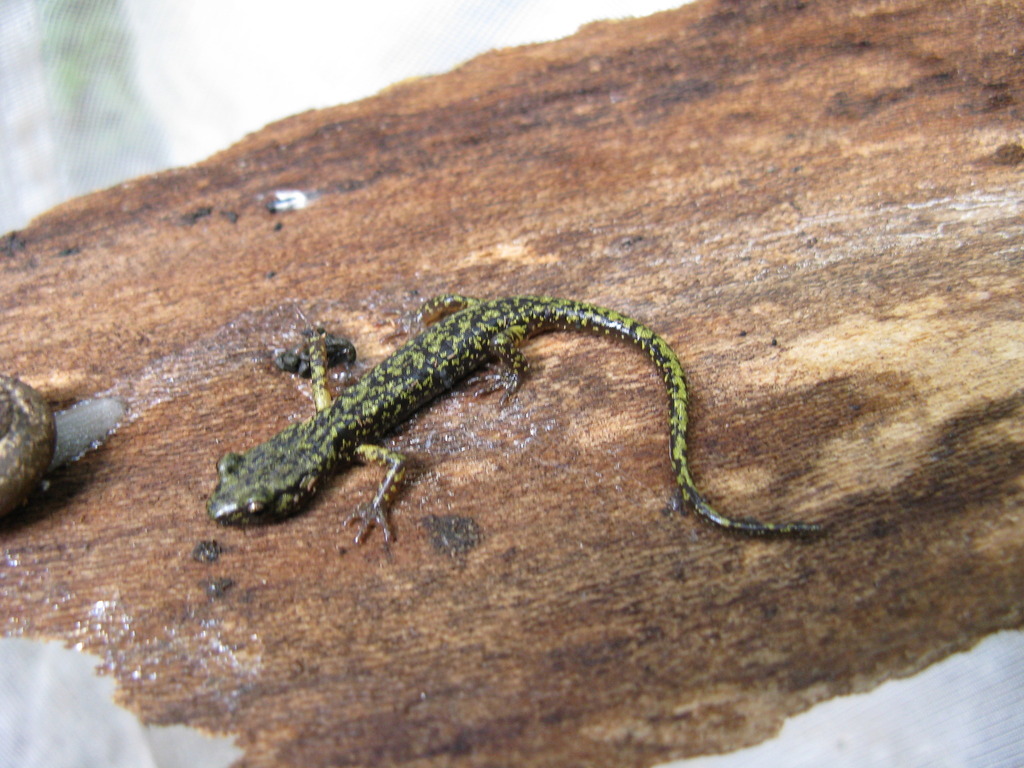 Green Salamander in June 2008 by Paul Bedell · iNaturalist