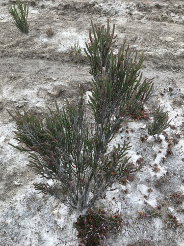 Tecticornia lepidosperma · iNaturalist