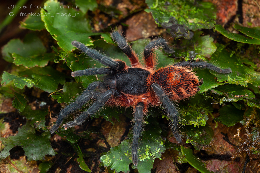 Davus santos in September 2016 by Frank Deschandol. Species not ...