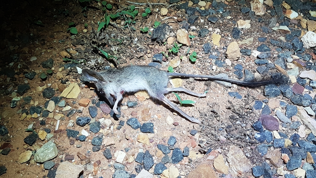 Kultarr from Cobar, AU-NS, AU on February 16, 2020 at 10:34 PM by Kris ...