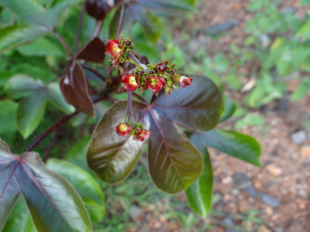 Bellyache Bush from Basavana Betta Forest, Karnataka, India on October ...