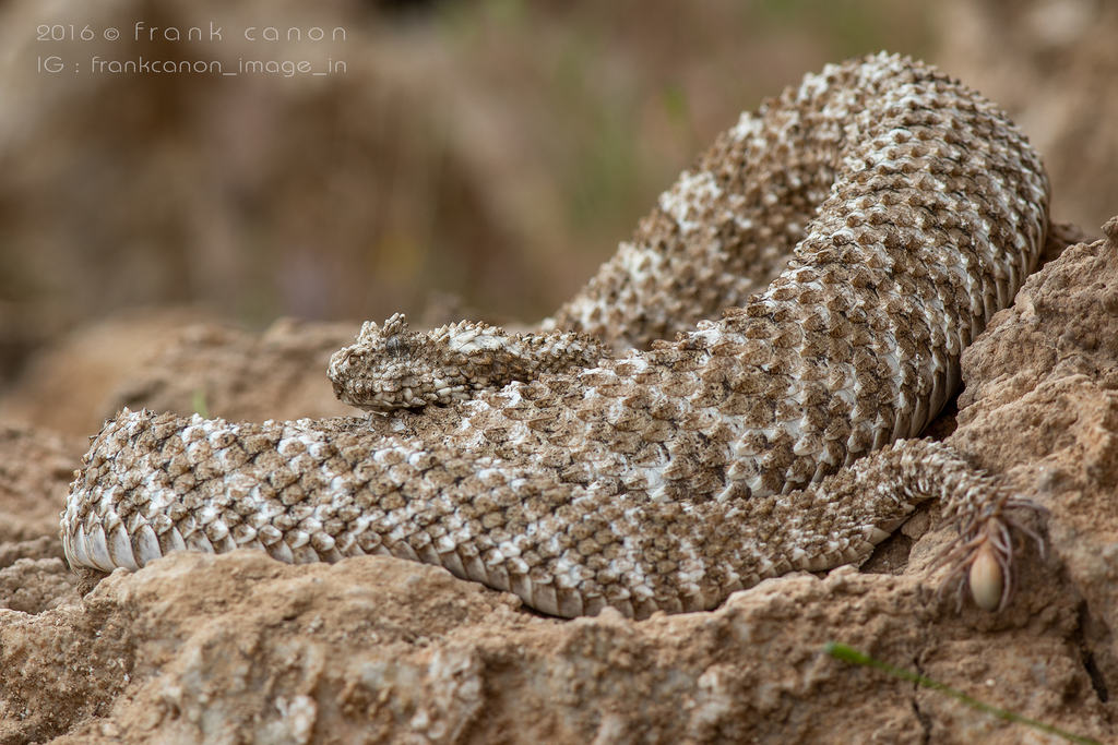 Spider-tailed Horned Viper in May 2016 by Frank Deschandol · iNaturalist