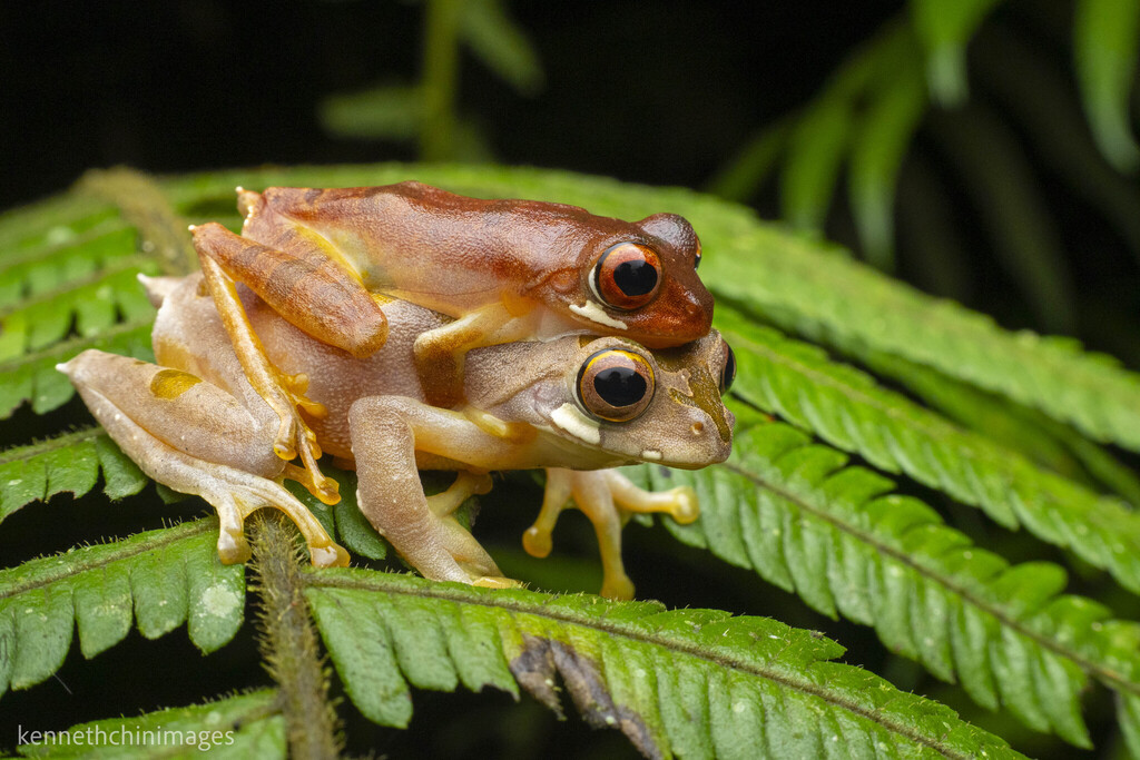 Asiatic Tree Frog from Mount Matutum, Tupi, South Cotabato, Philippines ...