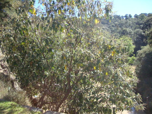 Buddleja cordata - Alchetron, The Free Social Encyclopedia