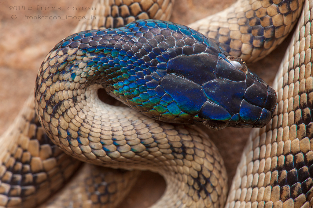 North African Catsnake in April 2018 by Frank Deschandol · iNaturalist