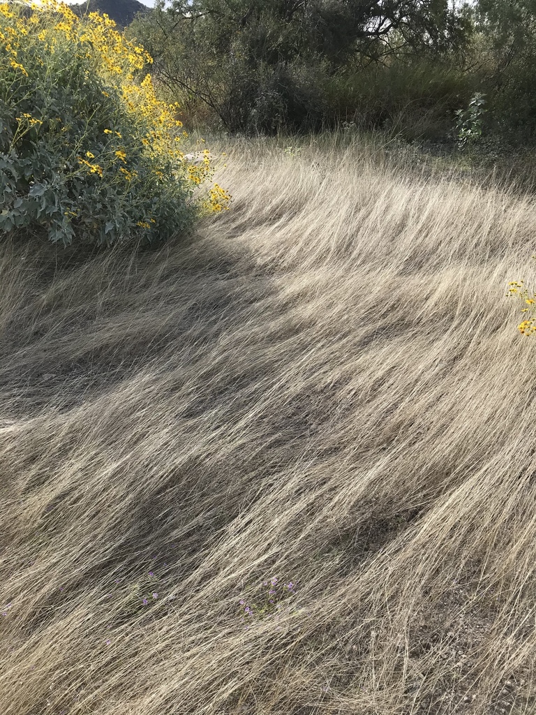 Aristida laxa from Hermosillo, SON, MX on February 16, 2020 at 09:41 AM ...