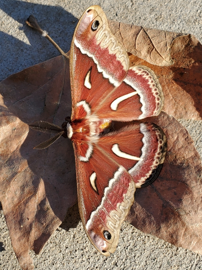 Ceanothus Silk Moth from San Pasqual Valley, San Diego, CA, USA on ...