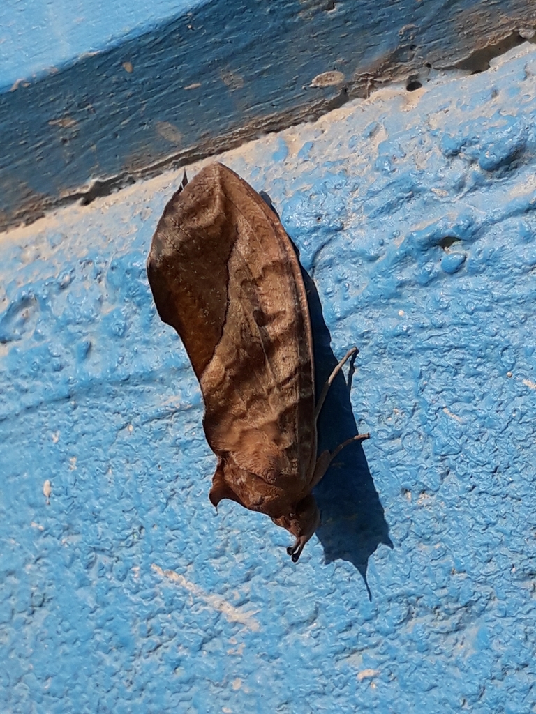 Oraesia from Picachito, Medellín, Medellin, Antioquia, Colombia on ...