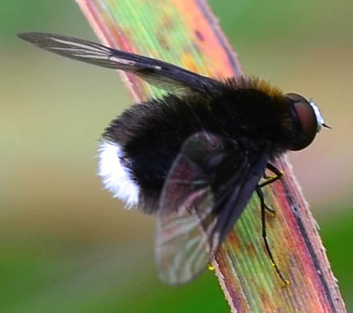 White-faced bee fly (Ogcodocera leucoprocta)
