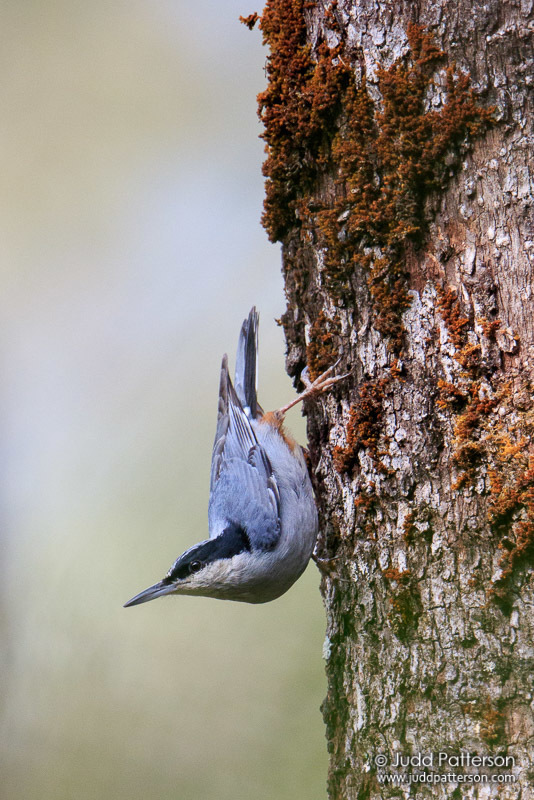 Giant Nuthatch (Sitta magna) - Avian Discovery
