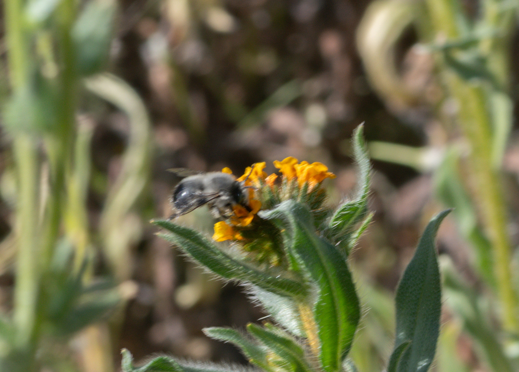 Pacific Digger Bee from San Luis Obispo County, CA, USA on February 12 ...