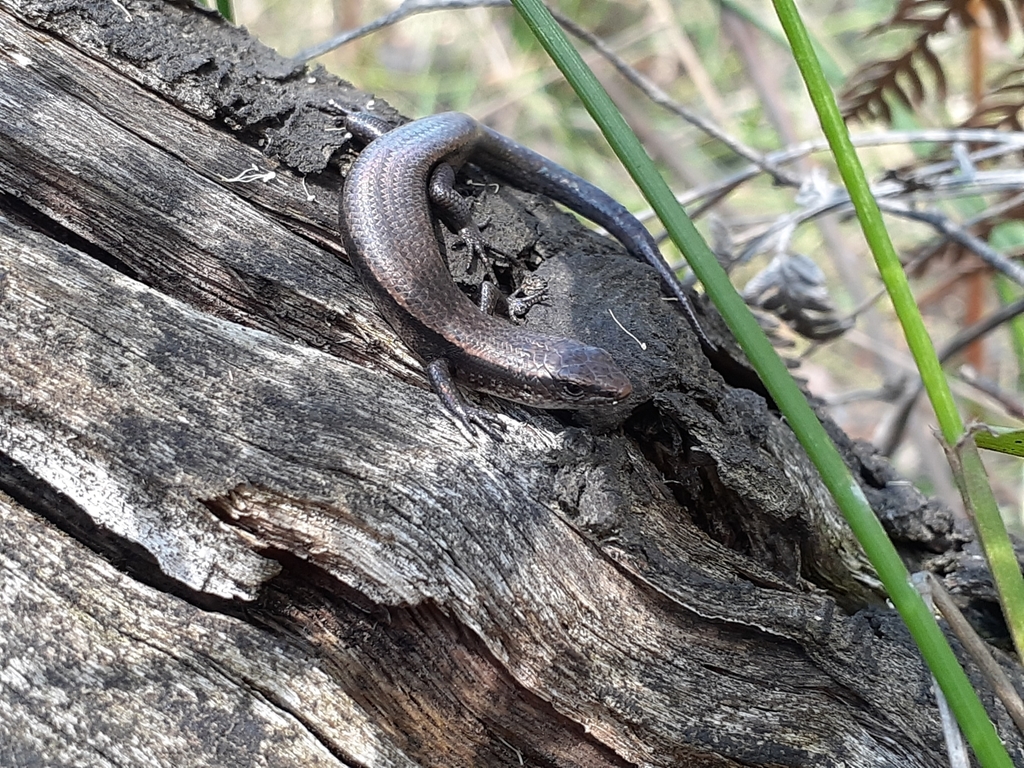 Southern Forest Coolskink from Castella VIC 3777, Australia on February ...