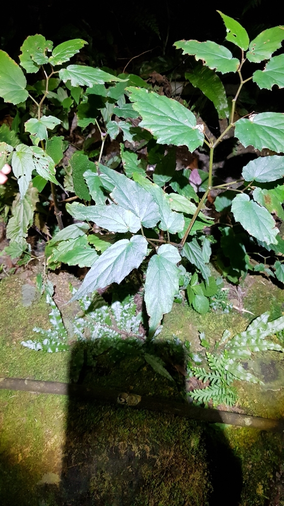Begonias in February 2020 by Leo Hsu · iNaturalist