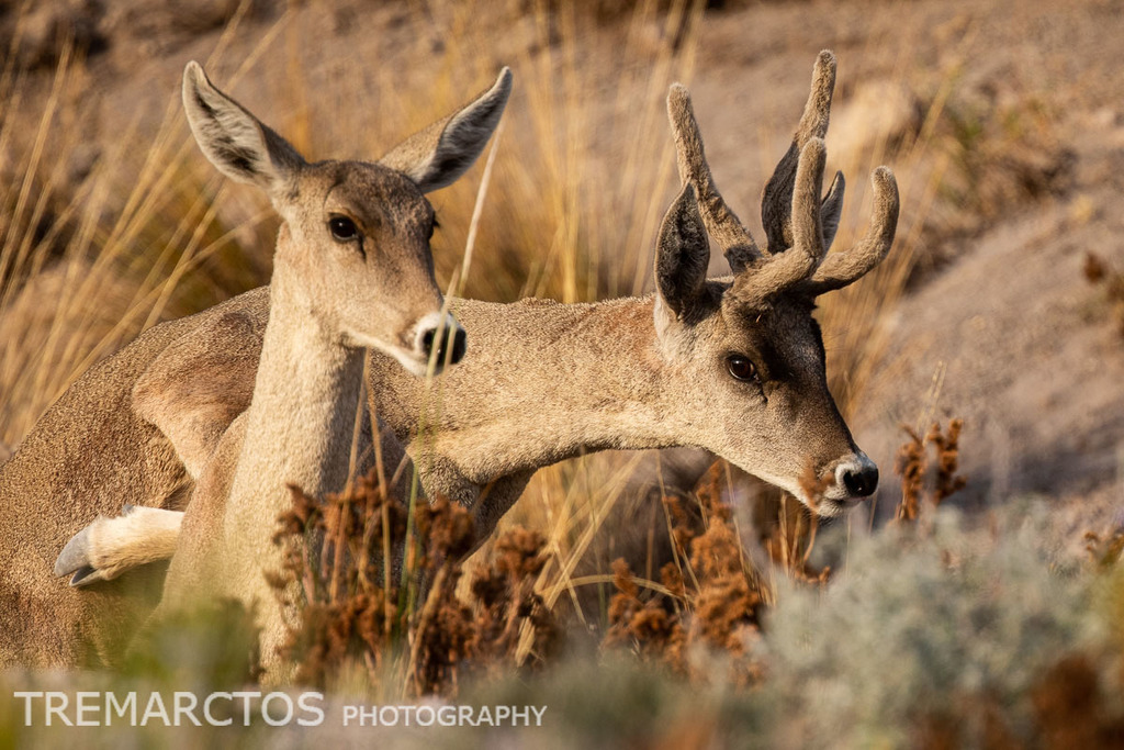 Taruca (Hippocamelus antisensis) - Know Your Mammals