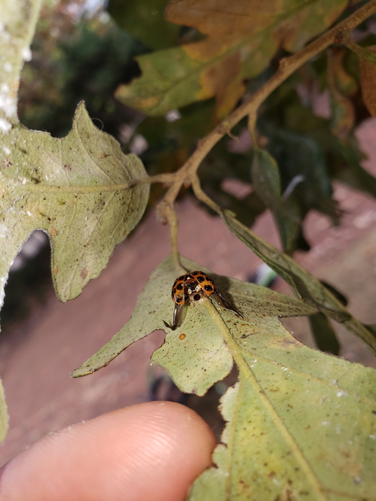 Ladybird Parasitoid Wasp from Memorial Dr SE @ Park Ave SE, Atlanta, GA ...