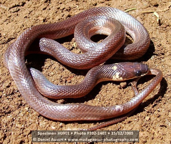 Ambre Brook Snake in December 2005 by Daniel Austin. For further ...