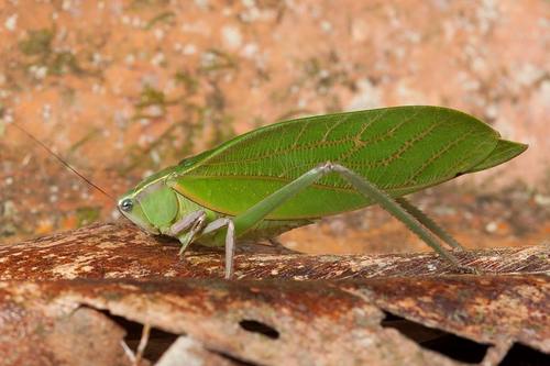 Steirodon maroniense · iNaturalist