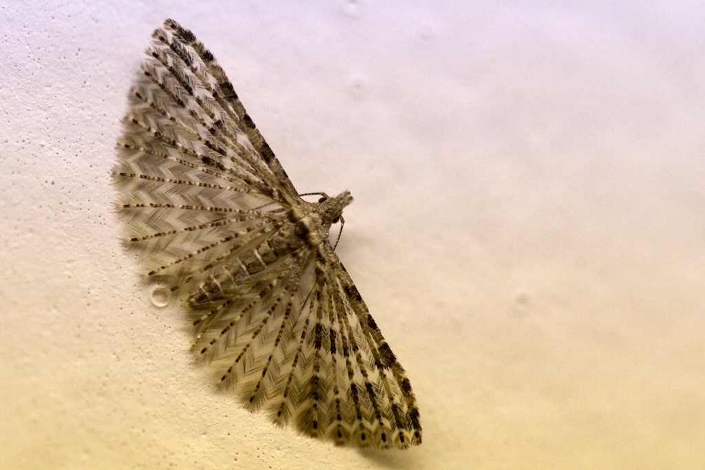Montana Six-plume Moth (Glacier National Park Butterflies and Moths ...