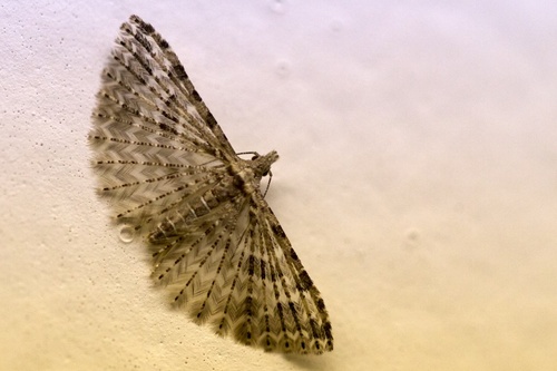 Montana Six-plume Moth (Glacier National Park Butterflies and Moths ...