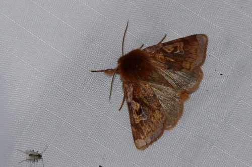 Xestia tecta · iNaturalist Mexico