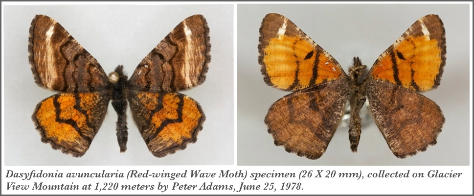 Red-winged Wave Moth (Glacier National Park Butterflies and Moths ...