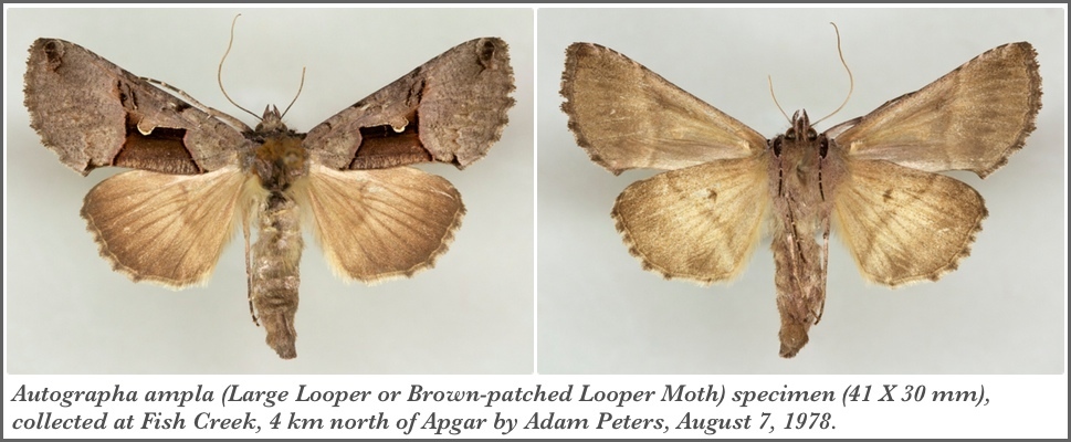 Large Looper Moth (Brown-patched Looper Moth) (Glacier National Park ...