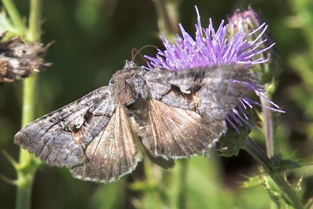 Large Looper Moth (Brown-patched Looper Moth) (Glacier National Park ...