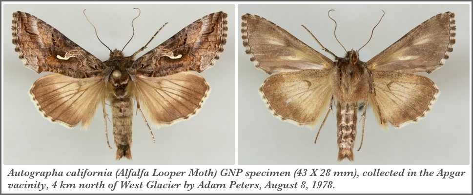 Alfalfa Looper (Glacier National Park Butterflies and Moths) · iNaturalist