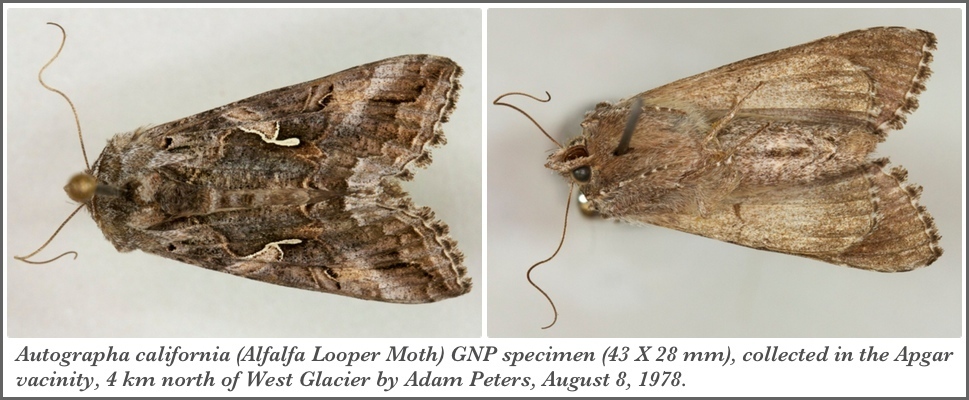 Alfalfa Looper (Glacier National Park Butterflies and Moths) · iNaturalist