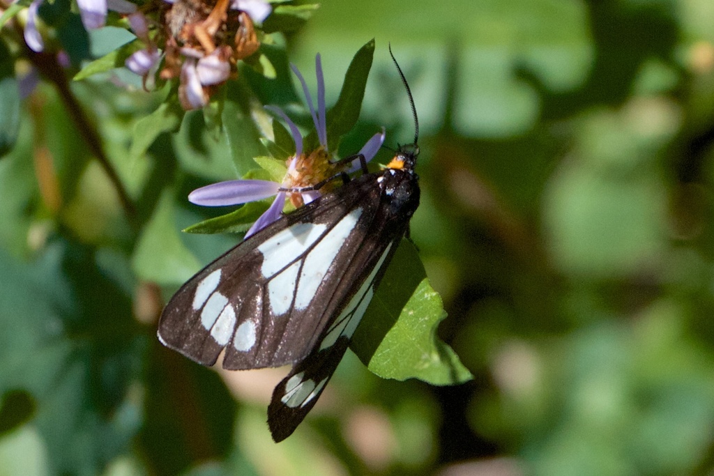 Police Car Moth (Glacier National Park Butterflies and Moths) · iNaturalist